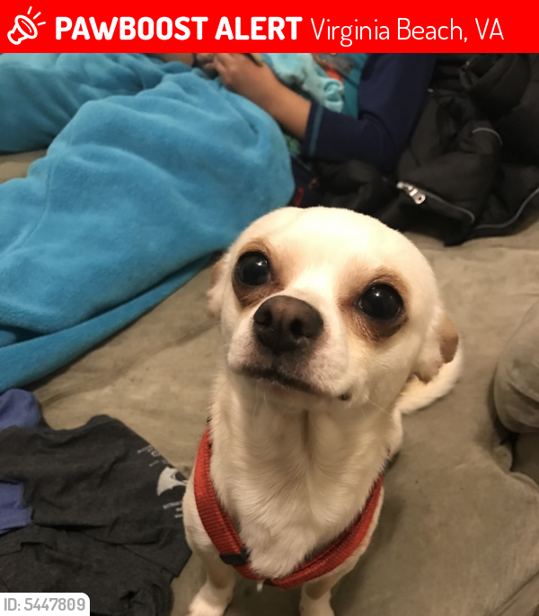 Virginia Beach, VA Lost Male Dog, Chico Is Missing | PawBoost