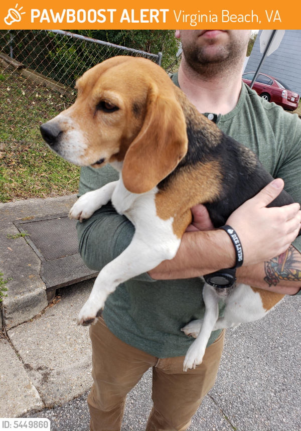 Virginia Beach, VA Stray Female Dog Found Near Magic Hollow Boulevard ...