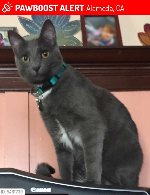 Lost Female Cat in Alameda, CA 94501 Named Mickey (ID: 5461739) | PawBoost