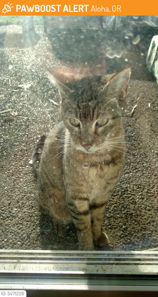 Aloha, OR Stray Cat Found Near Near SW Blaine Ct & SW 204th Ave | PawBoost