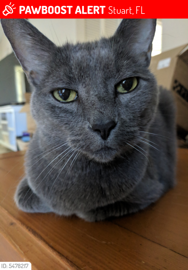 Stuart, FL Lost Male Cat, Snook Is Missing | PawBoost