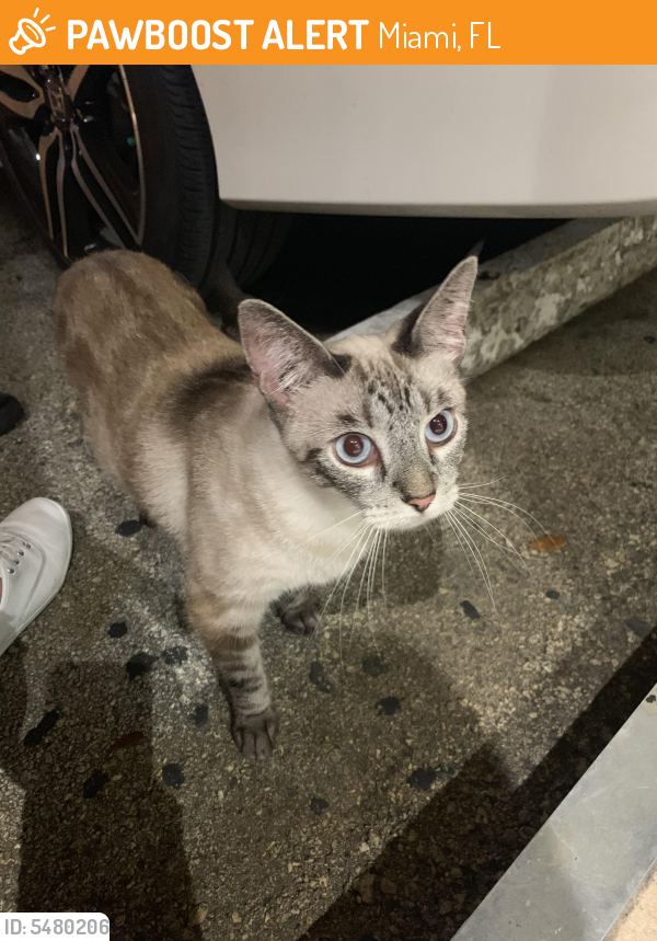 Miami, FL Stray Female Cat Found Near Near NW 7th St & NW 55th Pl ...