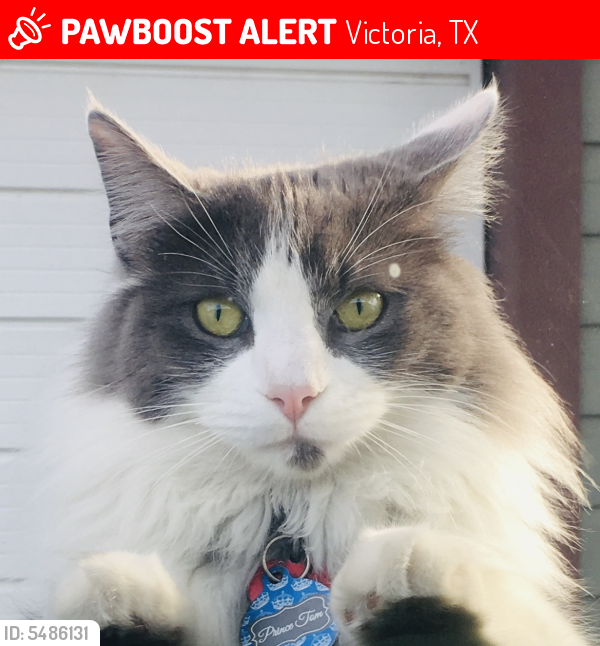 Lost Male Cat in Victoria, TX 77901 Named Prince Fur Fur (ID: 5486131 ...