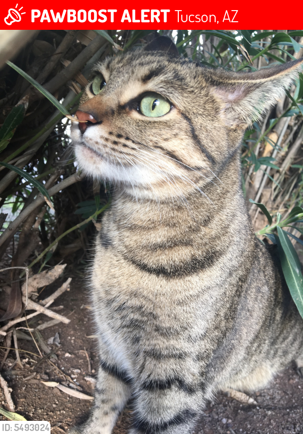Lost Female Cat in Tucson, AZ 85712 Named Tequila (ID: 5493024) | PawBoost