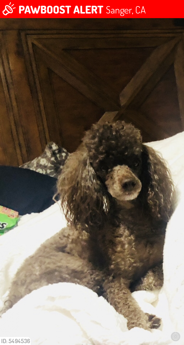 Lost Male Dog in Sanger, CA 93657 Named Charlie (ID: 5494536) | PawBoost