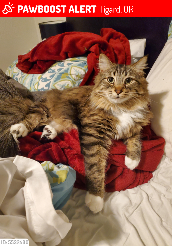 Lost Male Cat in Tigard, OR 97223 Named Espresso (ID: 5532400) | PawBoost