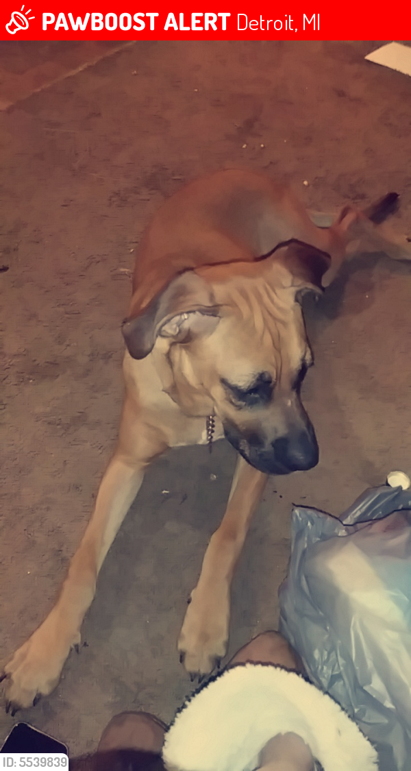 Detroit, MI Lost Female Dog, Peaches Is Missing | PawBoost