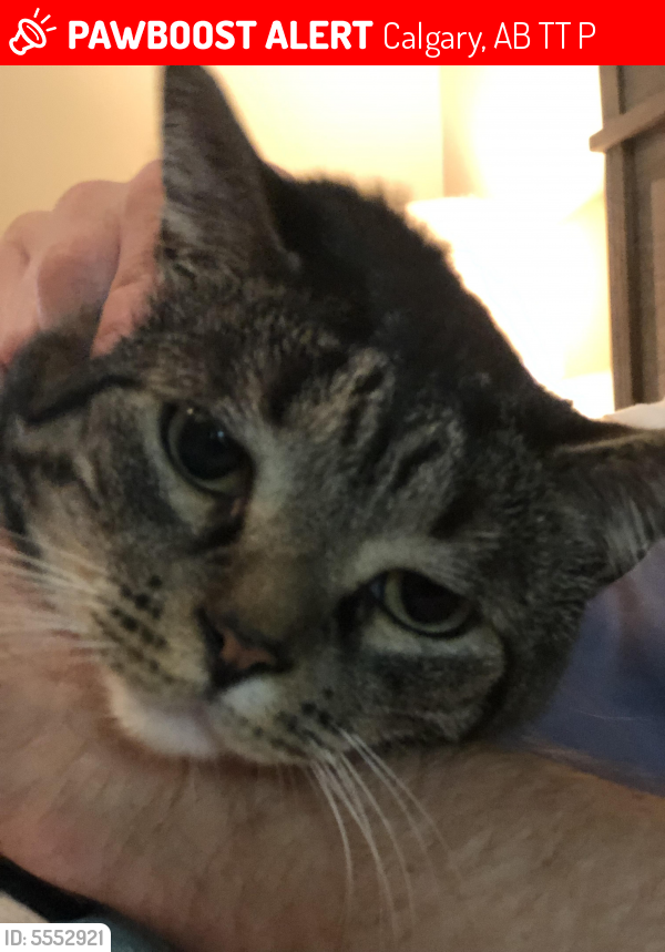 Calgary, AB Lost Male Cat, Habi Is Missing | PawBoost