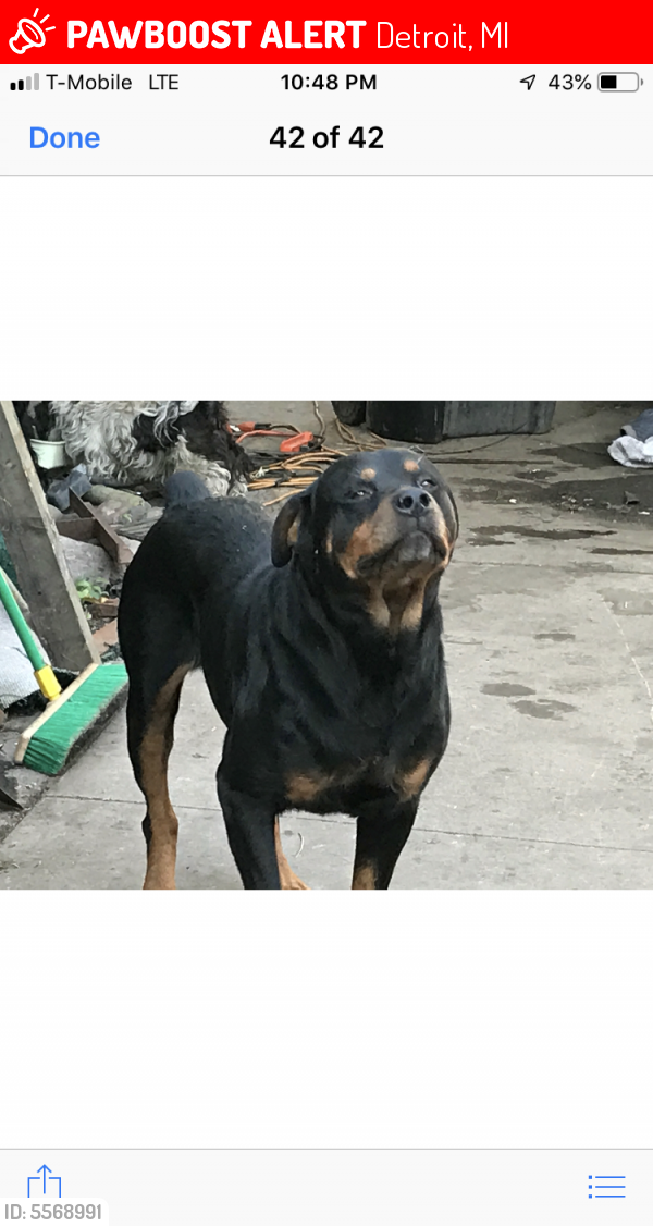 Lost Male Dog in Detroit, MI 48219 Named Bishop (ID: 5568991) | PawBoost