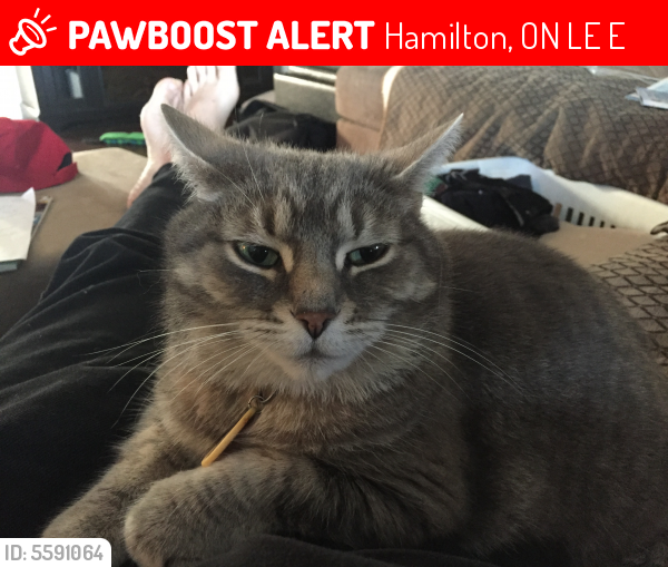 Hamilton, ON Lost Female Cat, Bell Is Missing | PawBoost