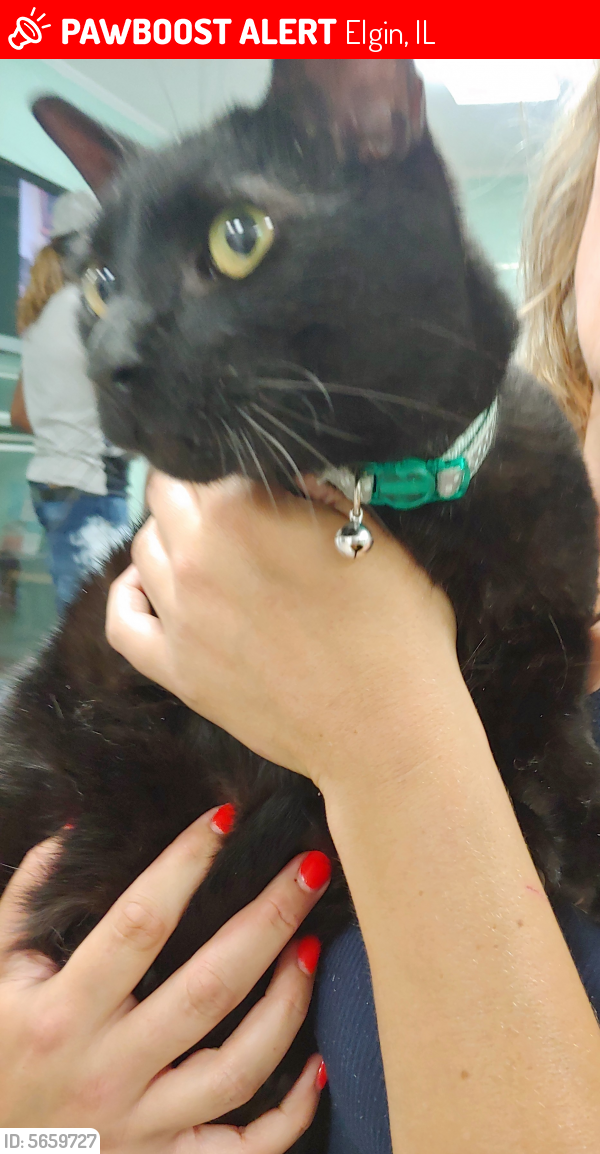 Elgin, IL Lost Cat, Unknown Is Missing | PawBoost