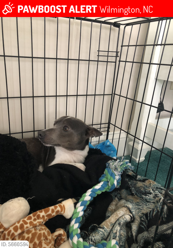 Lost Male Dog in Wilmington, NC 28409 Named Itso (ID: 5660594) | PawBoost