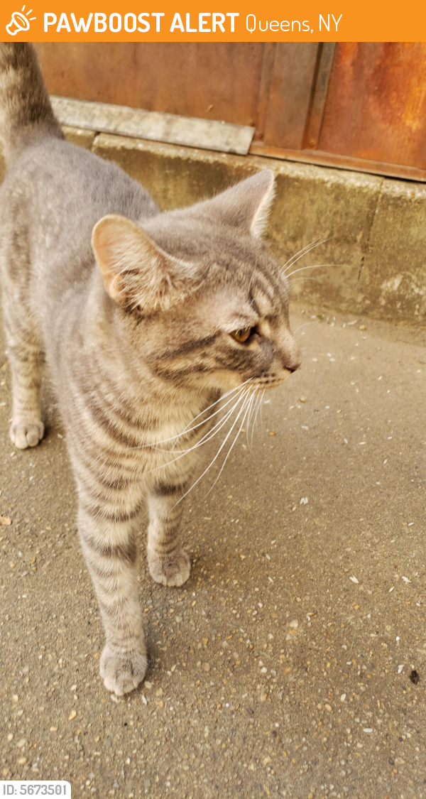 Rehomed Male Cat in Queens, NY 11237 (ID: 65673501) | PawBoost