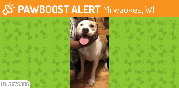 Milwaukee, WI Stray Dog Found Near W. Martin Drive & N Hawley Rd | PawBoost