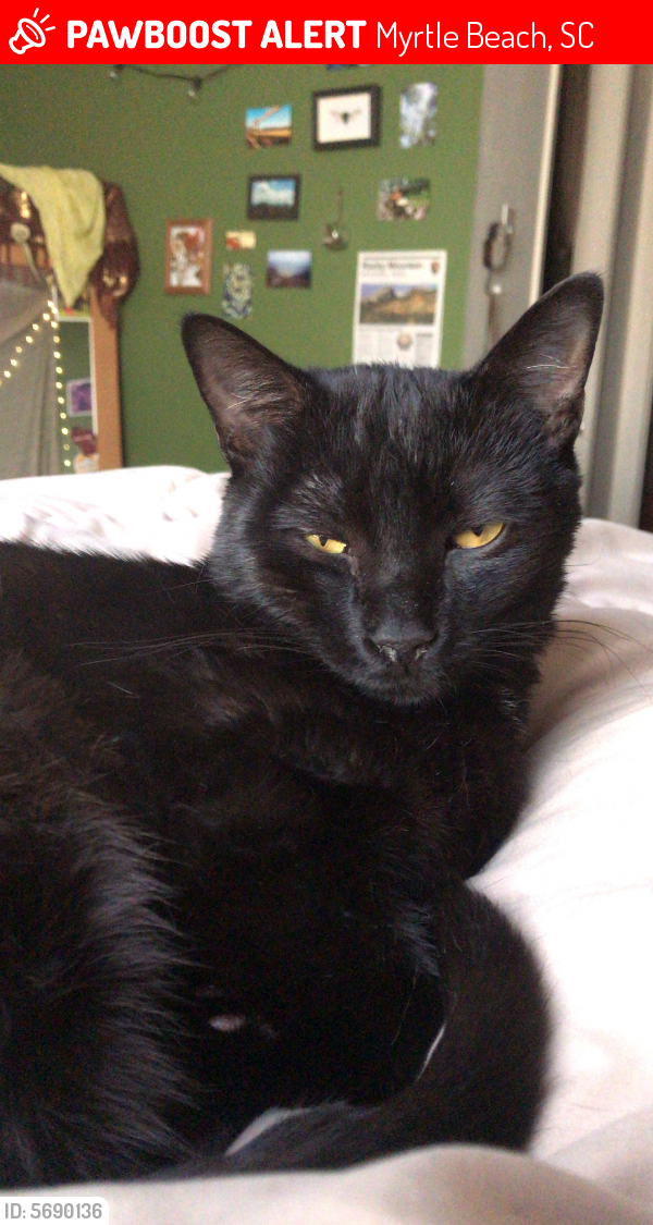 Myrtle Beach, SC Lost Male Cat, Hendrix Is Missing | PawBoost