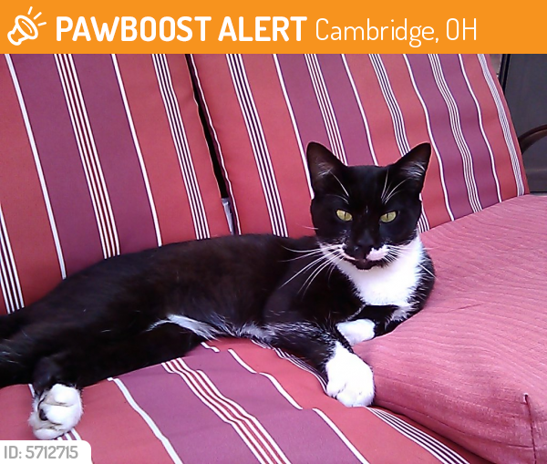 Cambridge, OH Stray Male Cat Found Near East Cambridge | PawBoost