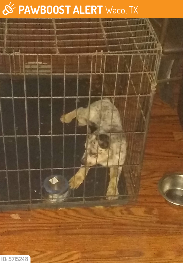Waco, TX Stray Female Dog Found Near 25th and cumberland ave | PawBoost