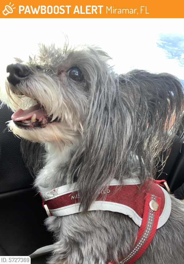 Miramar, FL Stray Male Dog Found Near s lake miramar cir | PawBoost