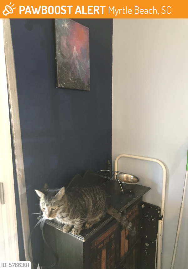 Myrtle Beach, SC Stray Female Cat Found Near Between Kong’s wood and ...