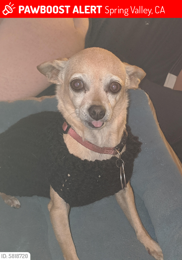 Spring Valley, CA Lost Female Dog, Princess Is Missing | PawBoost
