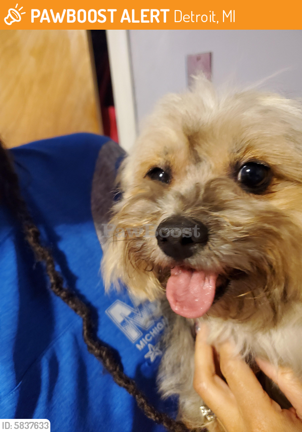 Detroit, MI Stray Female Dog Found Near West 8mi and Lasher Detroit ...