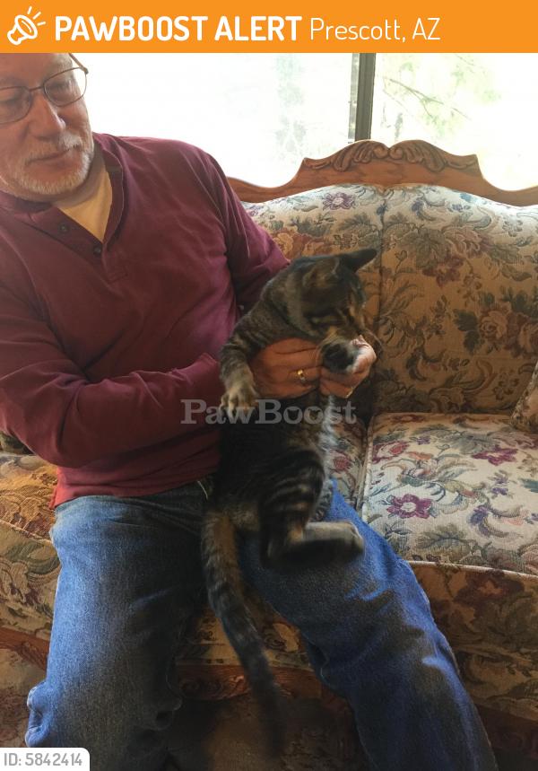 Rehomed Female Cat in Prescott, AZ 86303 (ID: 65842414) | PawBoost