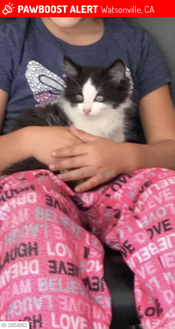 Watsonville, CA Lost Male Cat, Oreo Is Missing | PawBoost