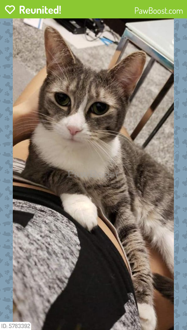 Reunited Female Cat in Queens, NY 11373 (ID: 65783392) | PawBoost