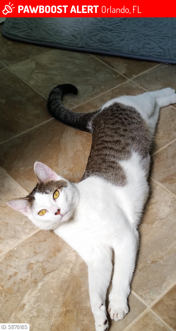 Orlando, FL Lost Female Cat, Kina Is Missing | PawBoost