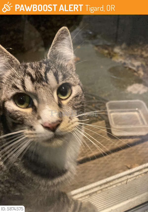 Surrendered Male Cat in Tigard, OR 97223 (ID: 65874575) | PawBoost