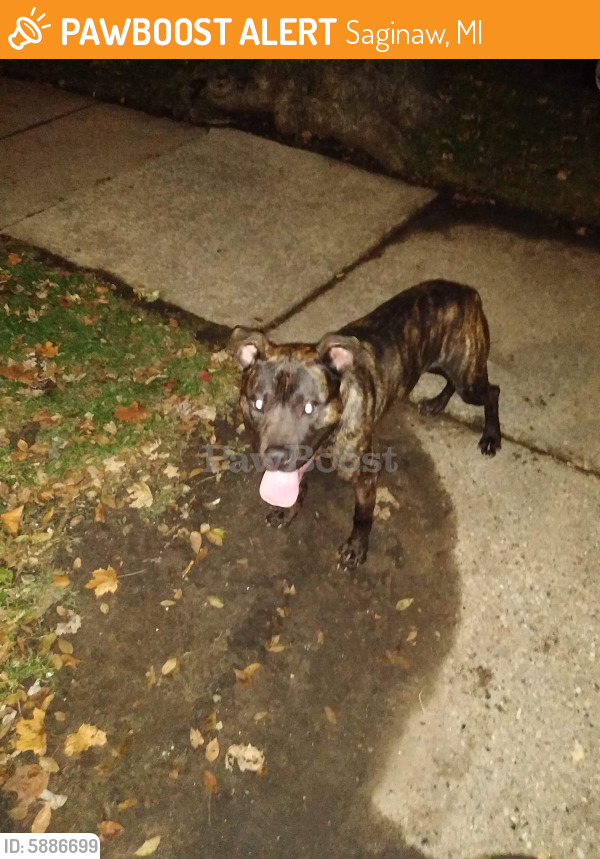 Saginaw, MI Stray Male Dog Found Near Hoyt & Owen St., Saginaw, MI ...