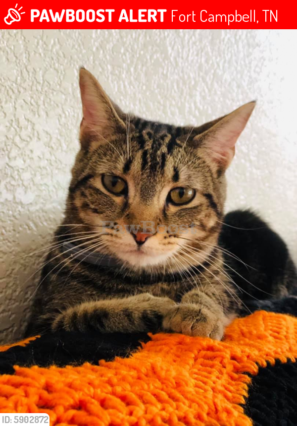 Fort Campbell, TN Lost Female Cat, Holly Bell Is Missing | PawBoost