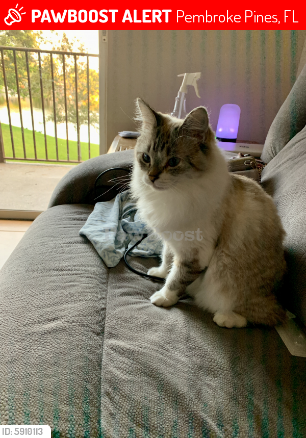 Pembroke Pines, FL Lost Female Cat, Misty Is Missing | PawBoost