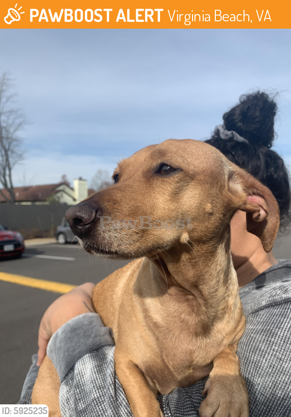 Virginia Beach, VA Stray Female Dog Found Near Mezzo apartments | PawBoost
