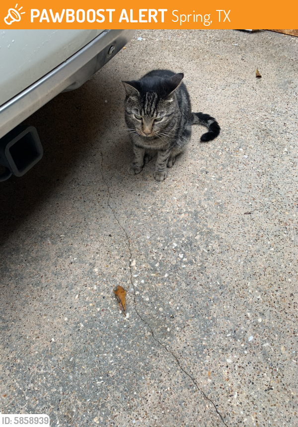Spring, TX Stray Male Cat Found Near Wedgewood Forest/Falling Star ...