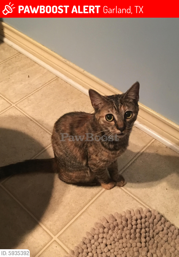 Garland, TX Lost Female Cat, Tazzy Is Missing | PawBoost