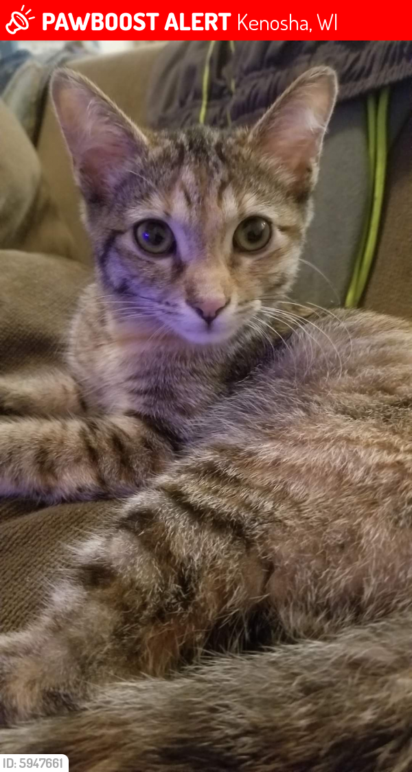 Kenosha, WI Lost Female Cat, Tweaker Is Missing | PawBoost