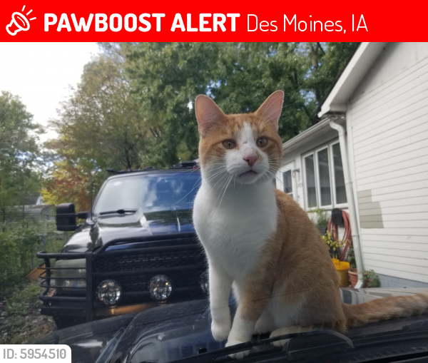 Des Moines, IA Lost Male Cat, Jester Is Missing | PawBoost