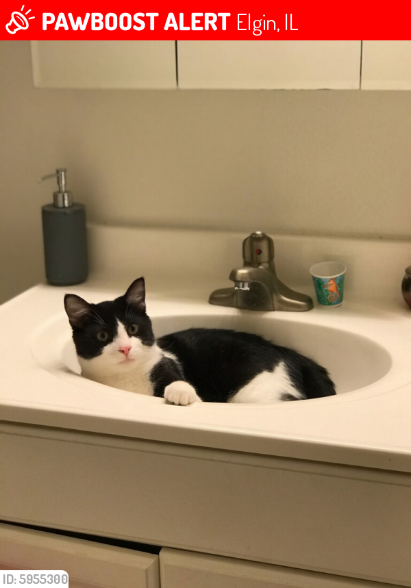 Elgin, IL Lost Male Cat, Oreo Is Missing | PawBoost