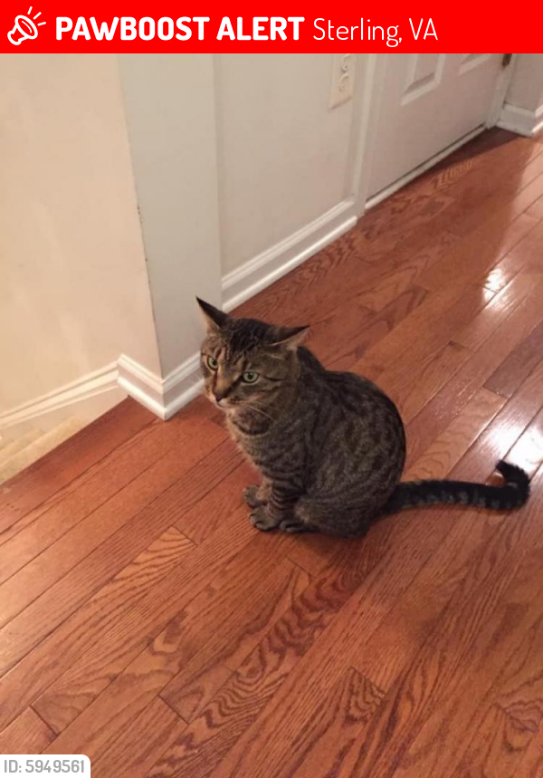 Sterling, VA Lost Male Cat, Milo Is Missing | PawBoost