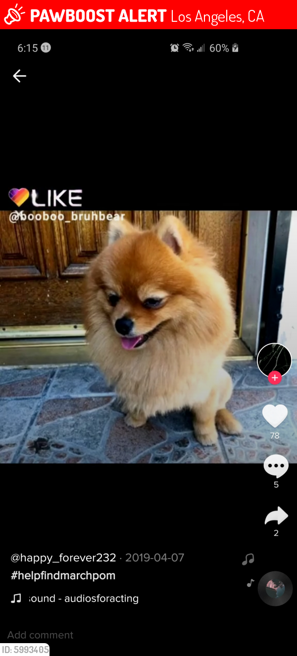 Los Angeles, CA Lost Male Dog, March Pom Is Missing | PawBoost