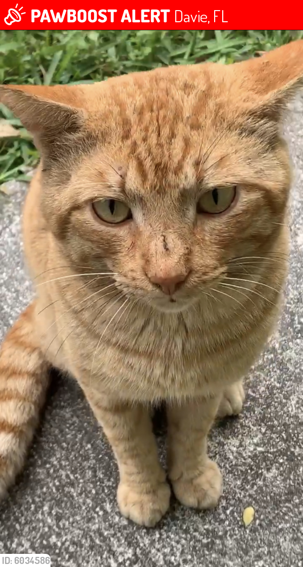 Davie, FL Lost Male Cat, Toby Is Missing | PawBoost