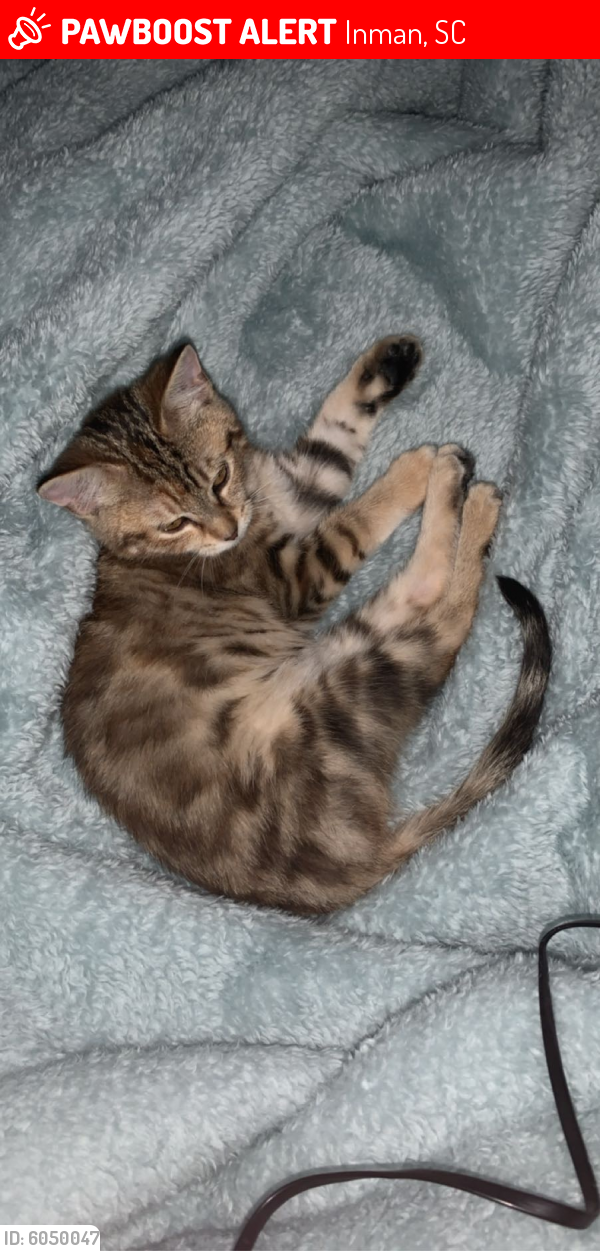 Lost Female Cat in Inman, SC 29349 Named Nonamie (ID: 6050047) | PawBoost