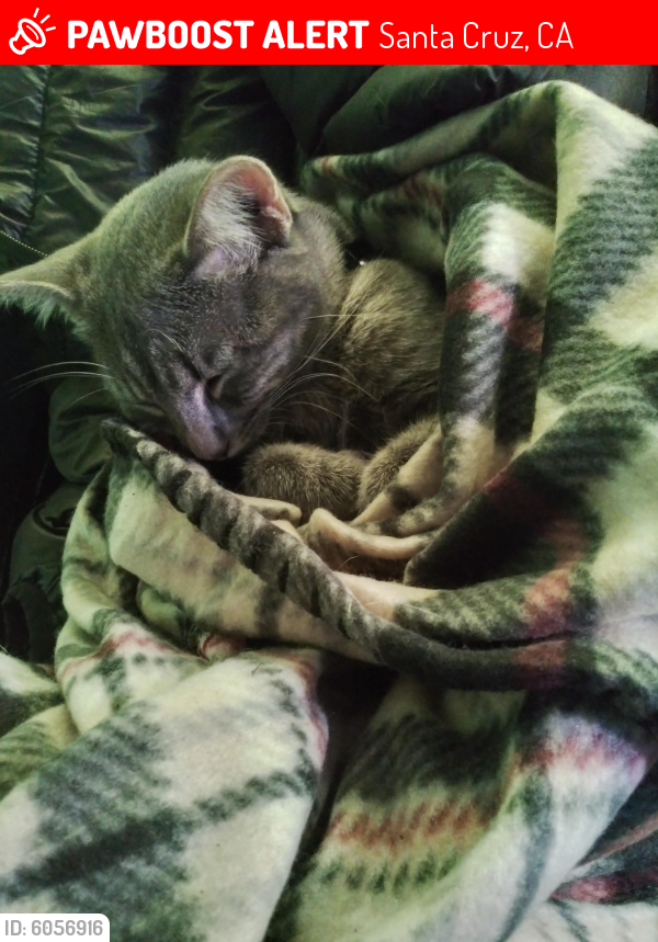 Santa Cruz, CA Lost Female Cat, Booger Is Missing | PawBoost