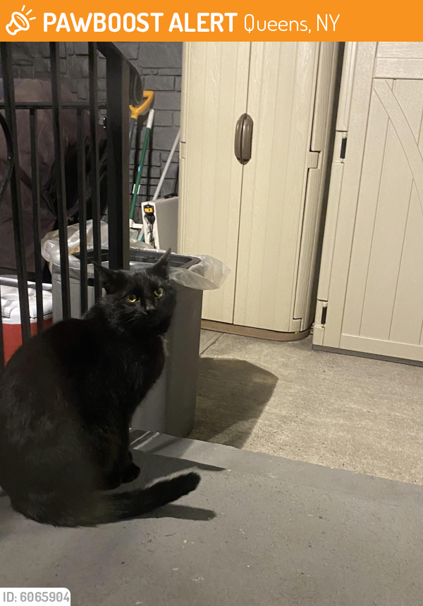 Queens, NY Stray Female Cat Found Near Astoria Boulevard | PawBoost