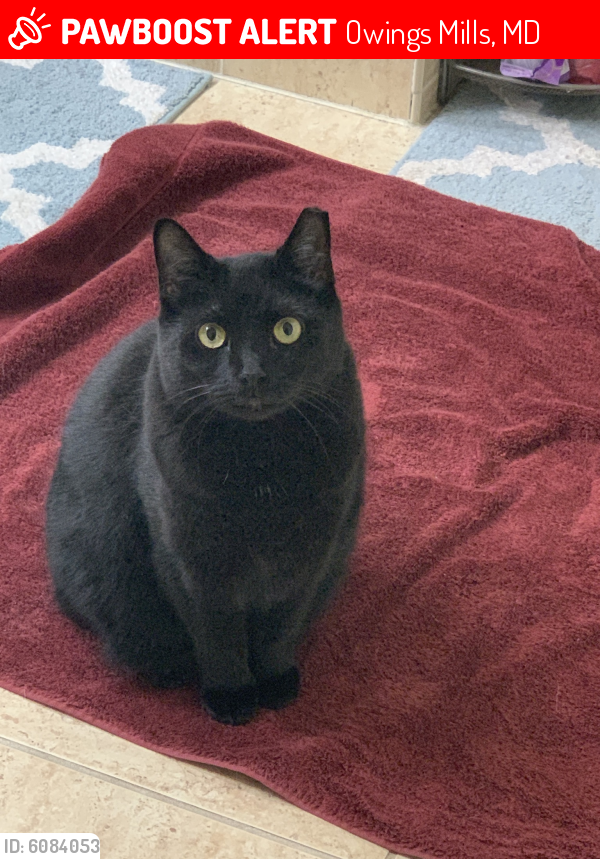 Owings Mills, MD Lost Female Cat, Little Bear Is Missing | PawBoost