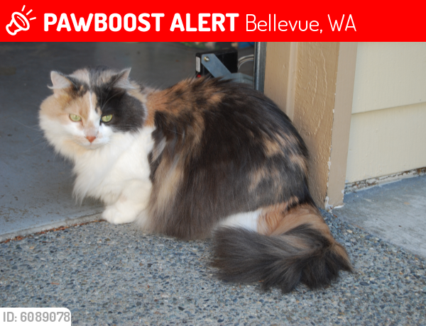 Lost Female Cat in Bellevue, WA 98006 Named Mitsey (ID: 6089078) | PawBoost