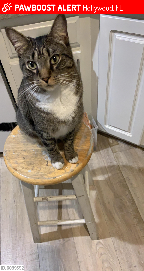 Hollywood, FL Lost Male Cat, Oreo Is Missing | PawBoost