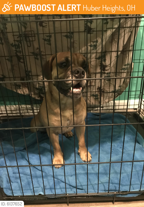 Huber Heights, OH Stray Male Dog Found Near Longford huber heights ...