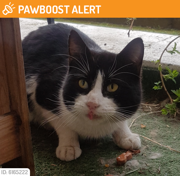 Glasgow City, Scotland Stray Cat Found Near Pollokahields | PawBoost